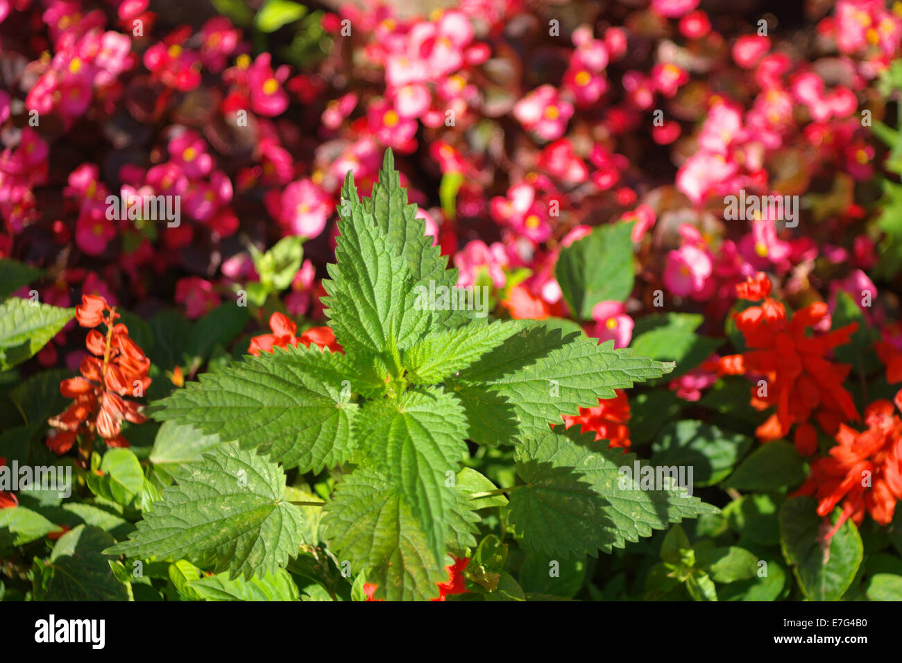 nettle on red little flowers Stock Photo - Alamy
