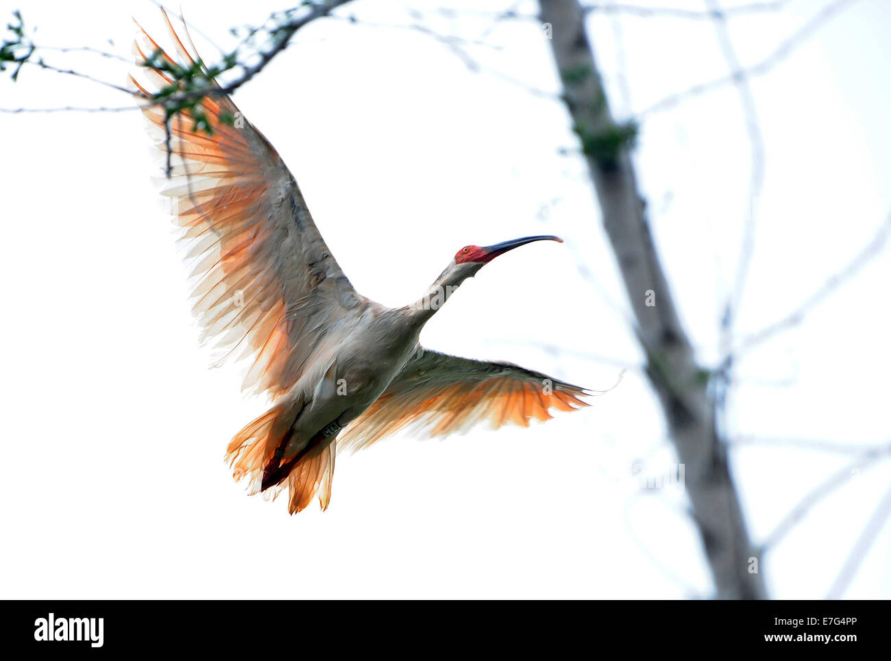 Xi'an, China's Shaanxi Province. 17th Sep, 2014. A crested ibis flies ...