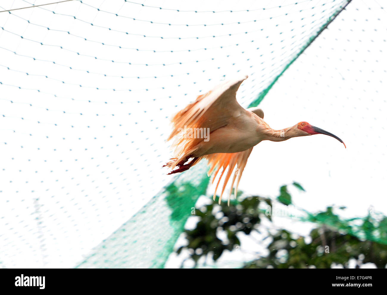 Xi'an, China's Shaanxi Province. 17th Sep, 2014. A crested ibis flies ...