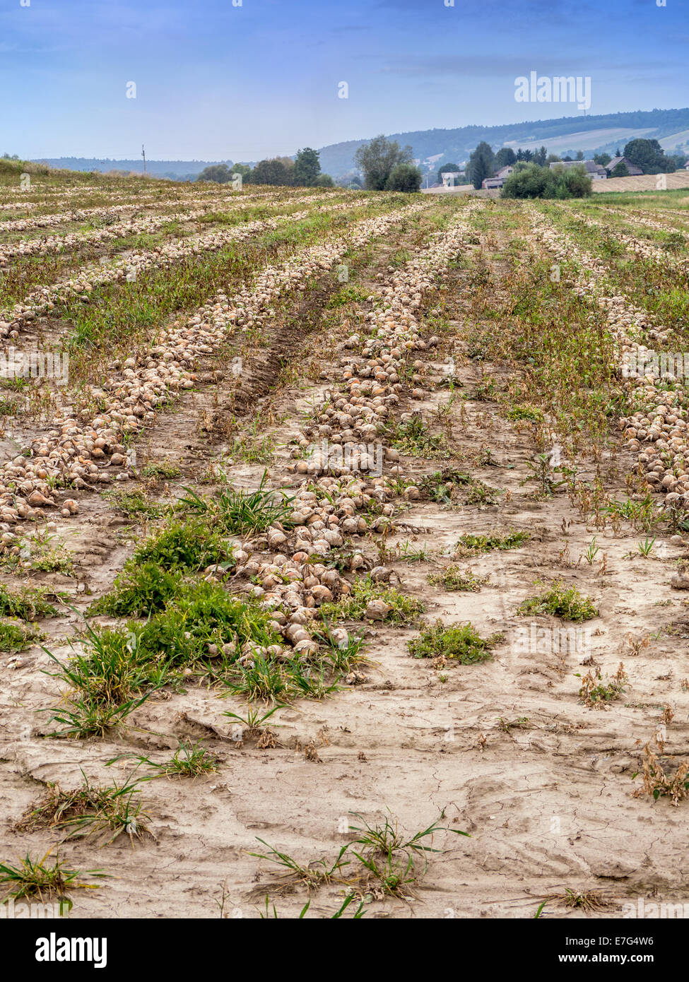 Onion field hi-res stock photography and images - Alamy