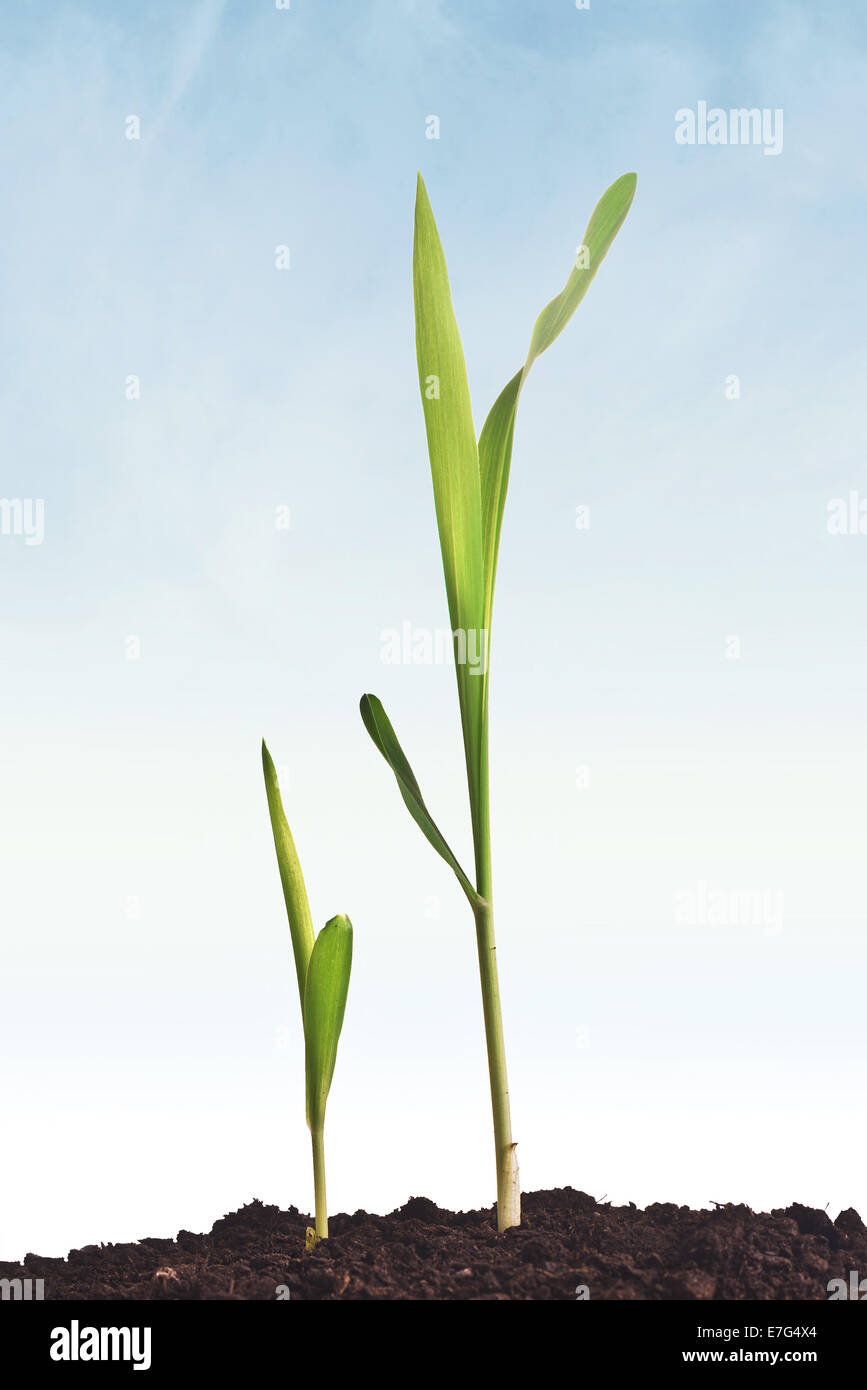 Corn plant hi-res stock photography and images - Alamy