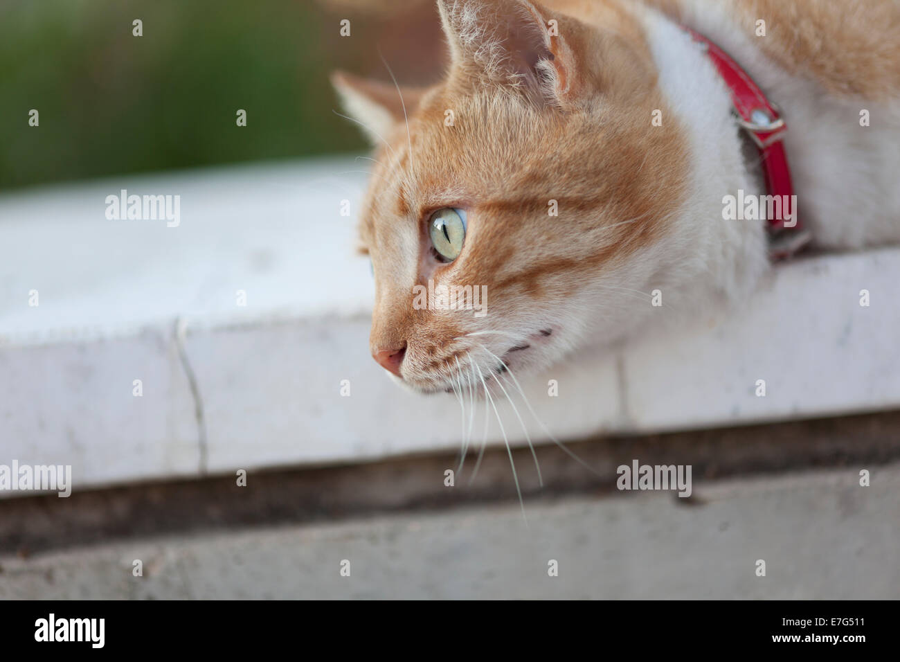 Cat thinking not illustration hi-res stock photography and images - Alamy