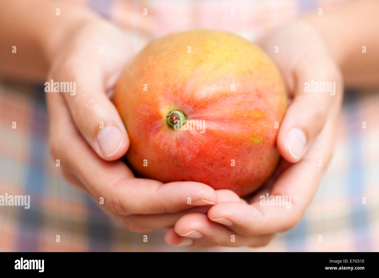 Fresh mango fruit in woman's hands Stock Photo - Alamy