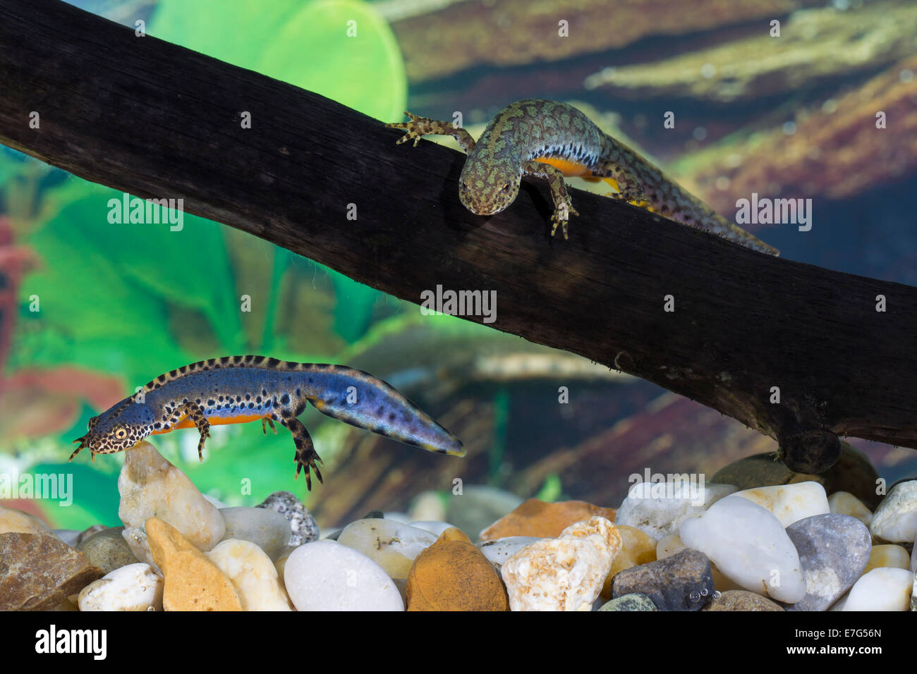 Ichthyosaura alpestris Bergmolch Triturus alpestris mountain alpine ...