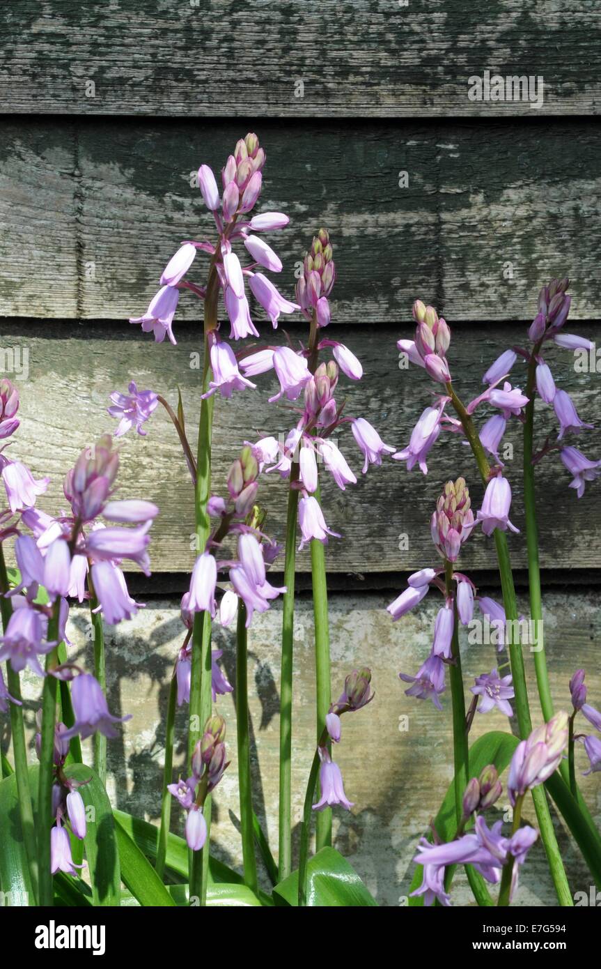 Spanish bluebell bulb hi-res stock photography and images - Alamy