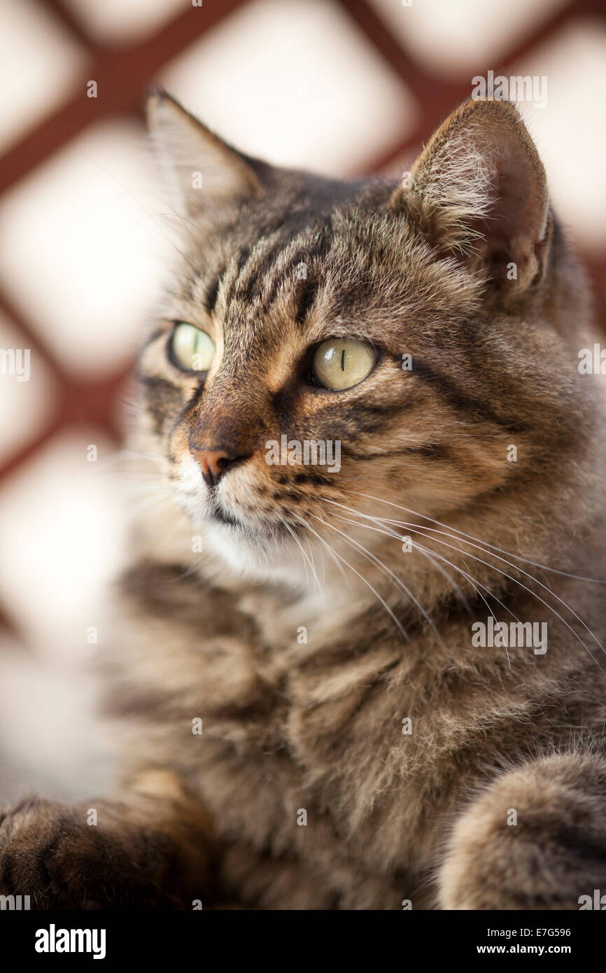 Portrait of Cat Stock Photo - Alamy