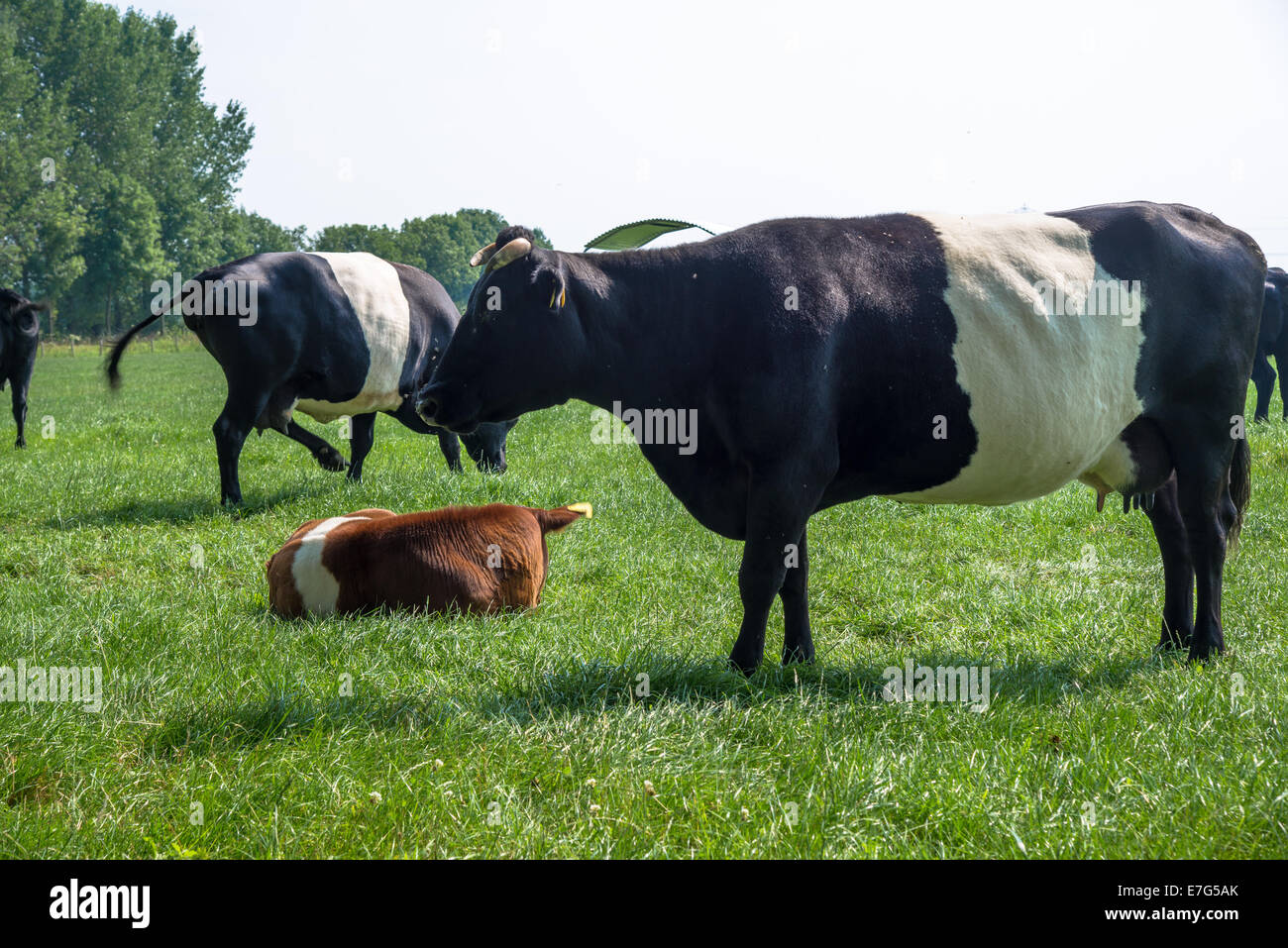 Lakenvelder cow calf in farm hi-res stock photography and images - Alamy