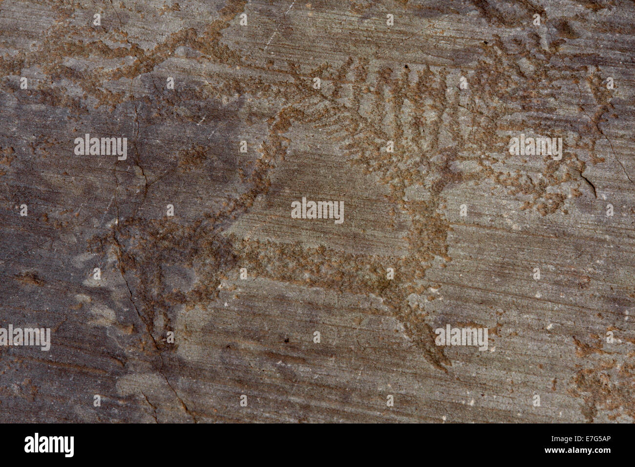 Prehistoric relief hi-res stock photography and images - Alamy