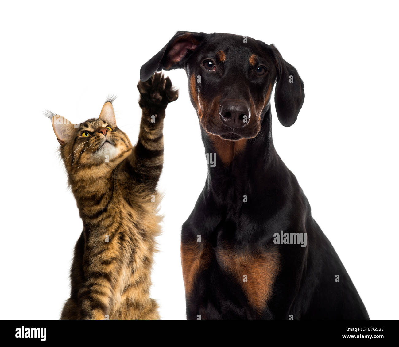 Pawing hi-res stock photography and images - Alamy