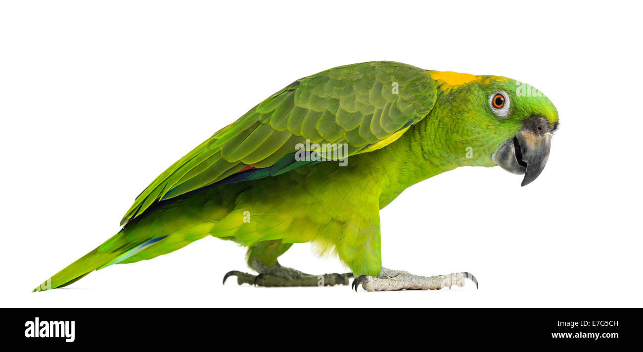 Side view of a Yellow-naped parrot walking (6 years old), isolated on ...