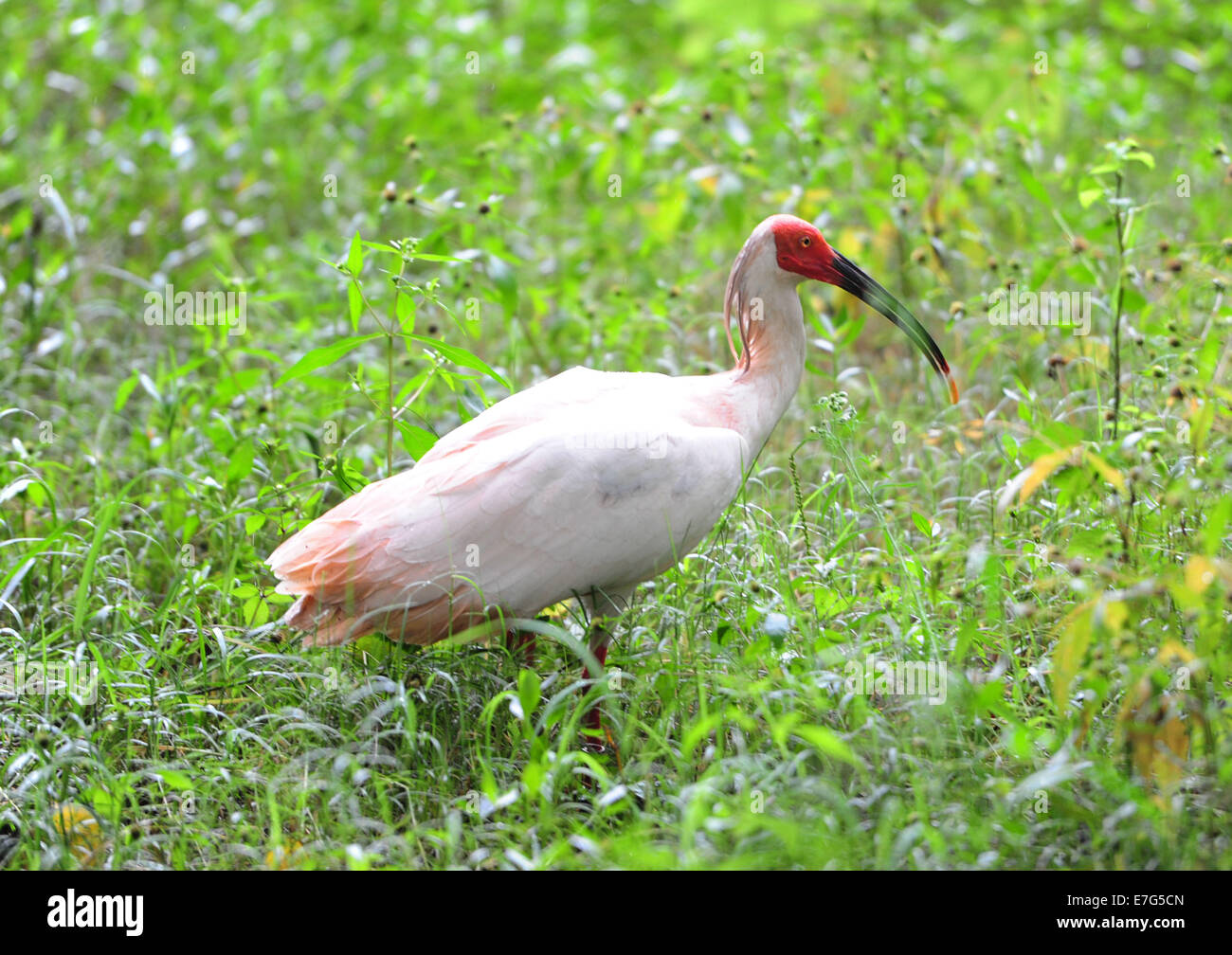 Xi'an, China's Shaanxi Province. 17th Sep, 2014. A crested ibis takes a ...