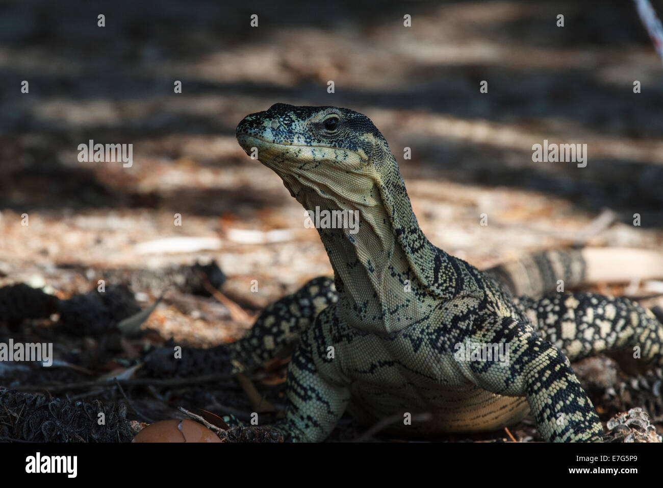 Goanna at Amity Camp Ground Stock Photo - Alamy
