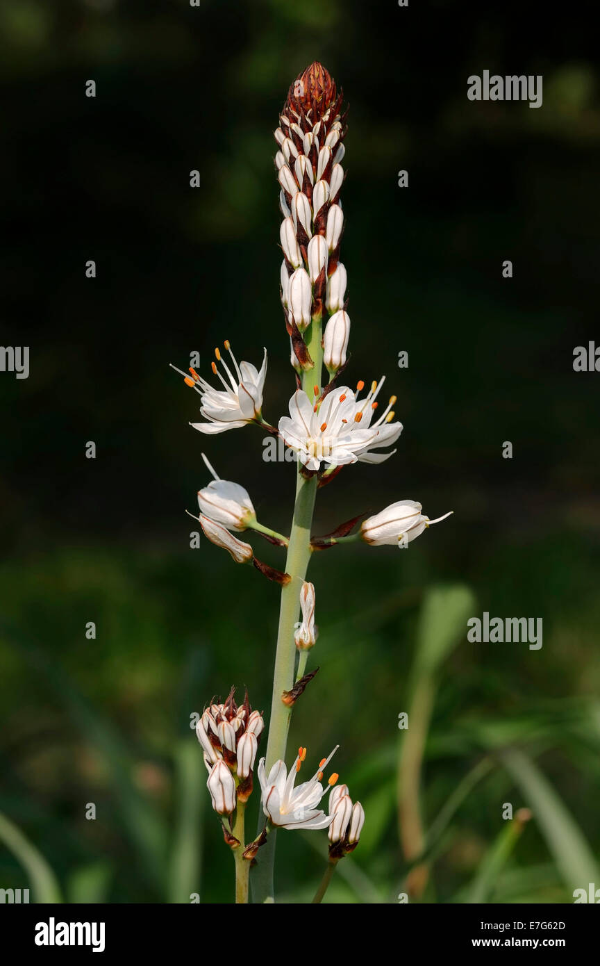 White asphodel asphodelus albus hi-res stock photography and images - Alamy
