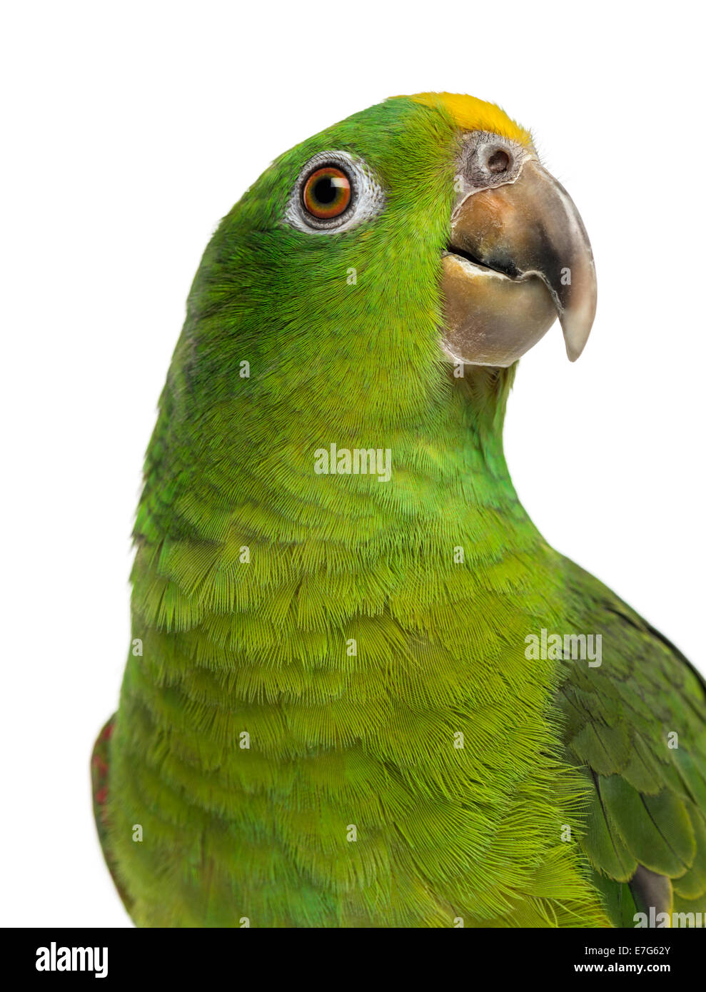 Panama yellow headed amazon hi-res stock photography and images - Alamy