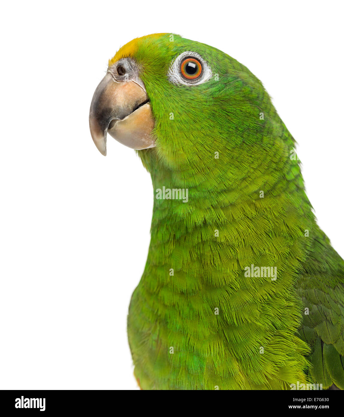 Panama yellow headed amazon hi-res stock photography and images - Alamy