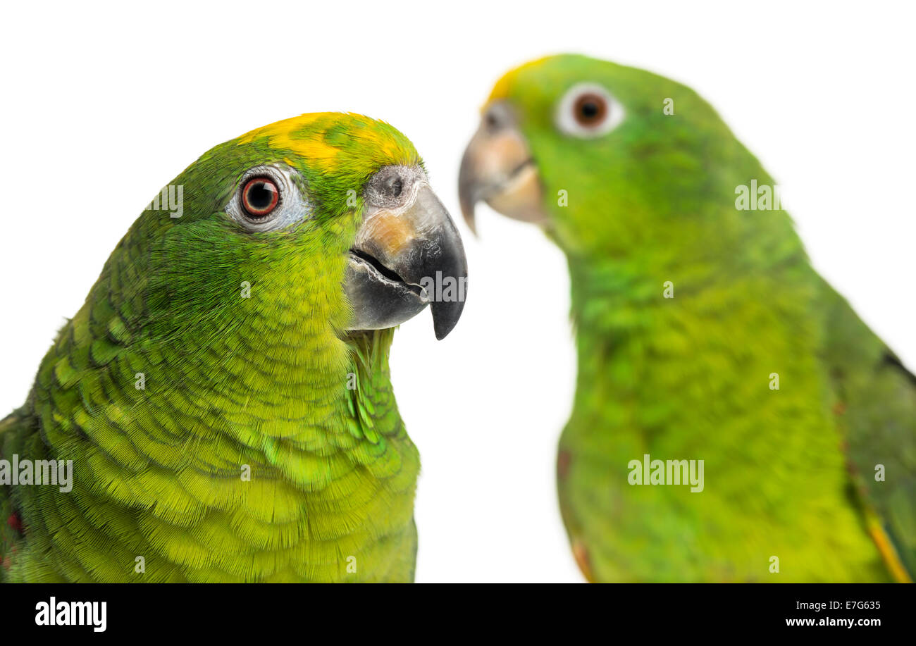 Amazon parrots hi-res stock photography and images - Alamy