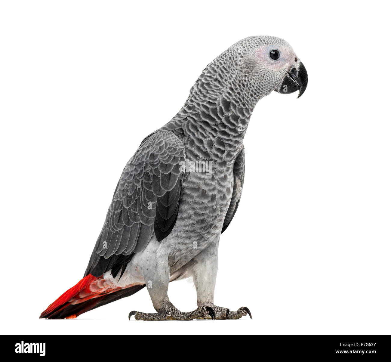 African grey parrot hi-res stock photography and images - Alamy