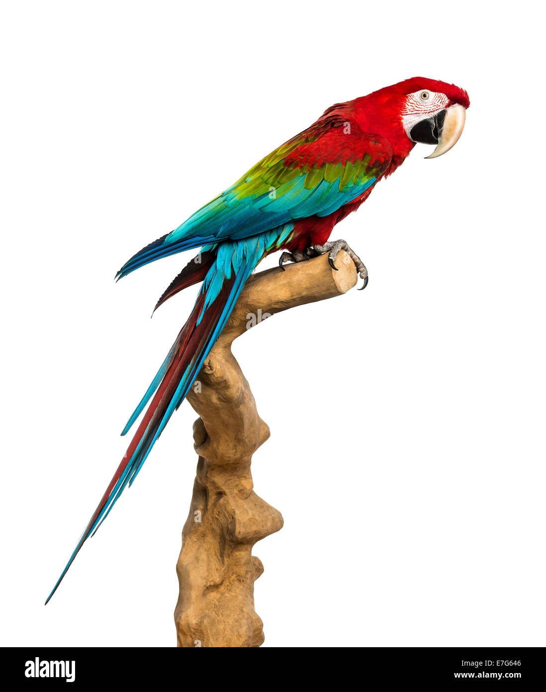 Side view macaw Cut Out Stock Images & Pictures - Alamy