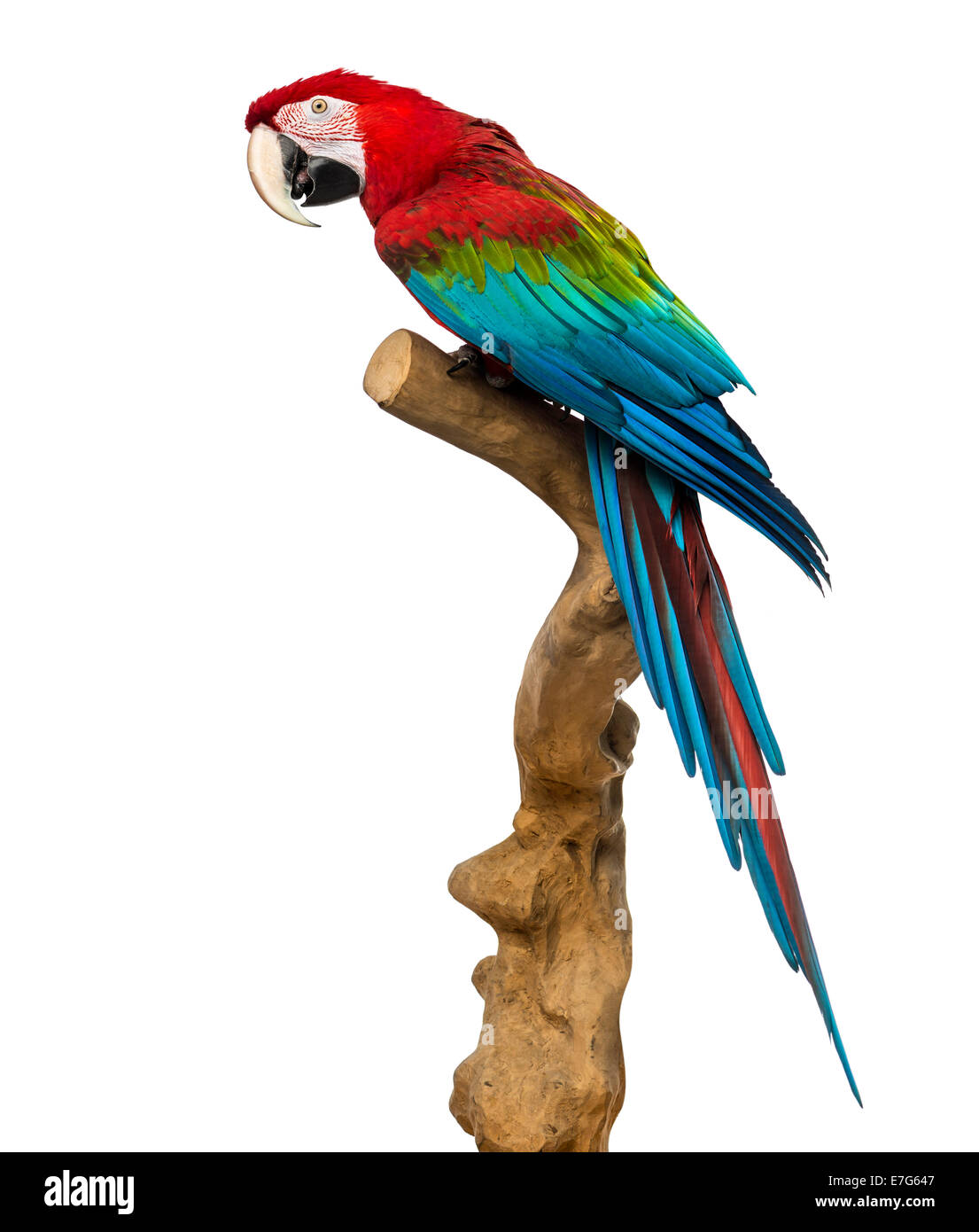 Side view bright red parrot hi-res stock photography and images - Alamy