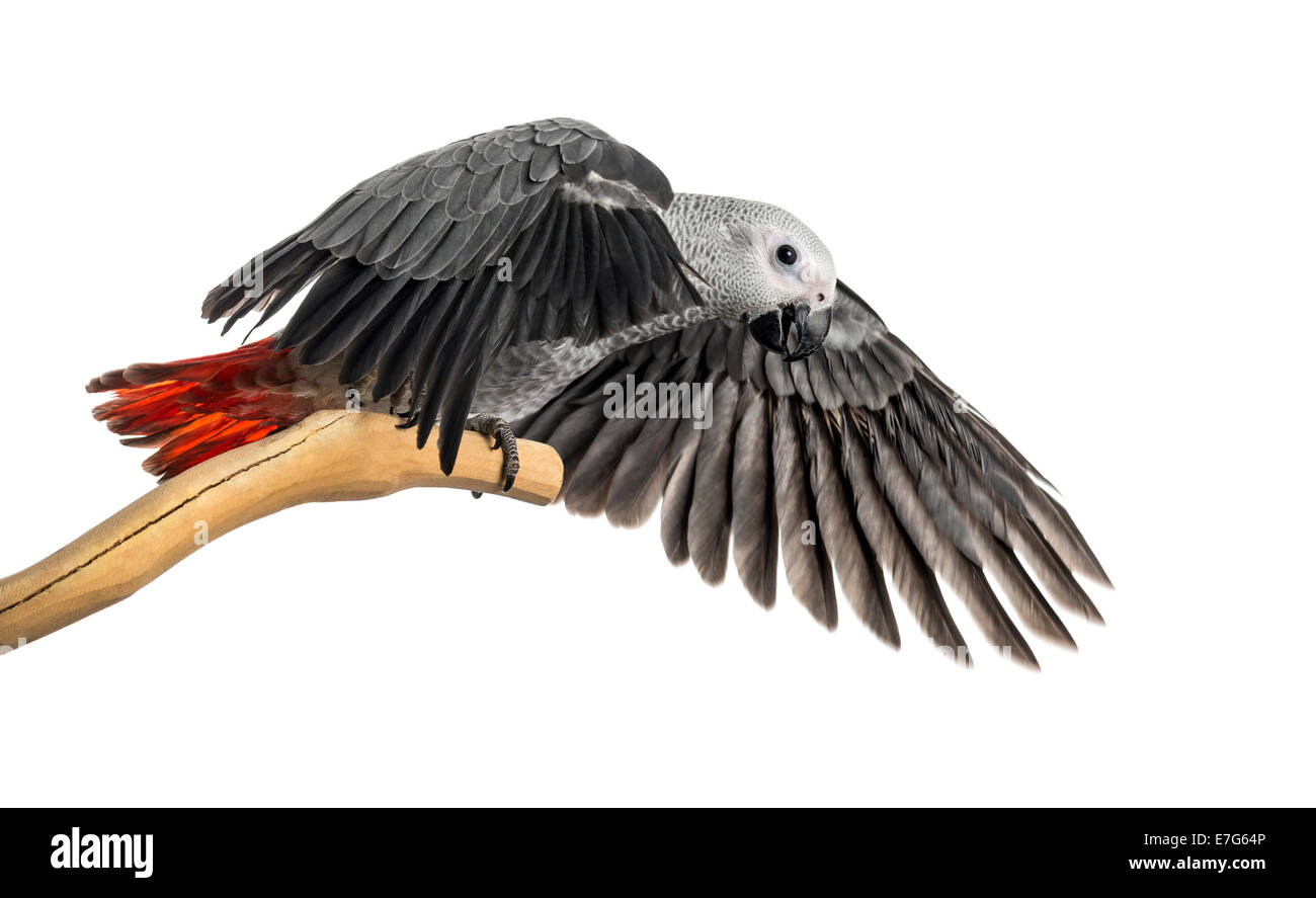 Parrot flapping wings Cut Out Stock Images & Pictures - Alamy