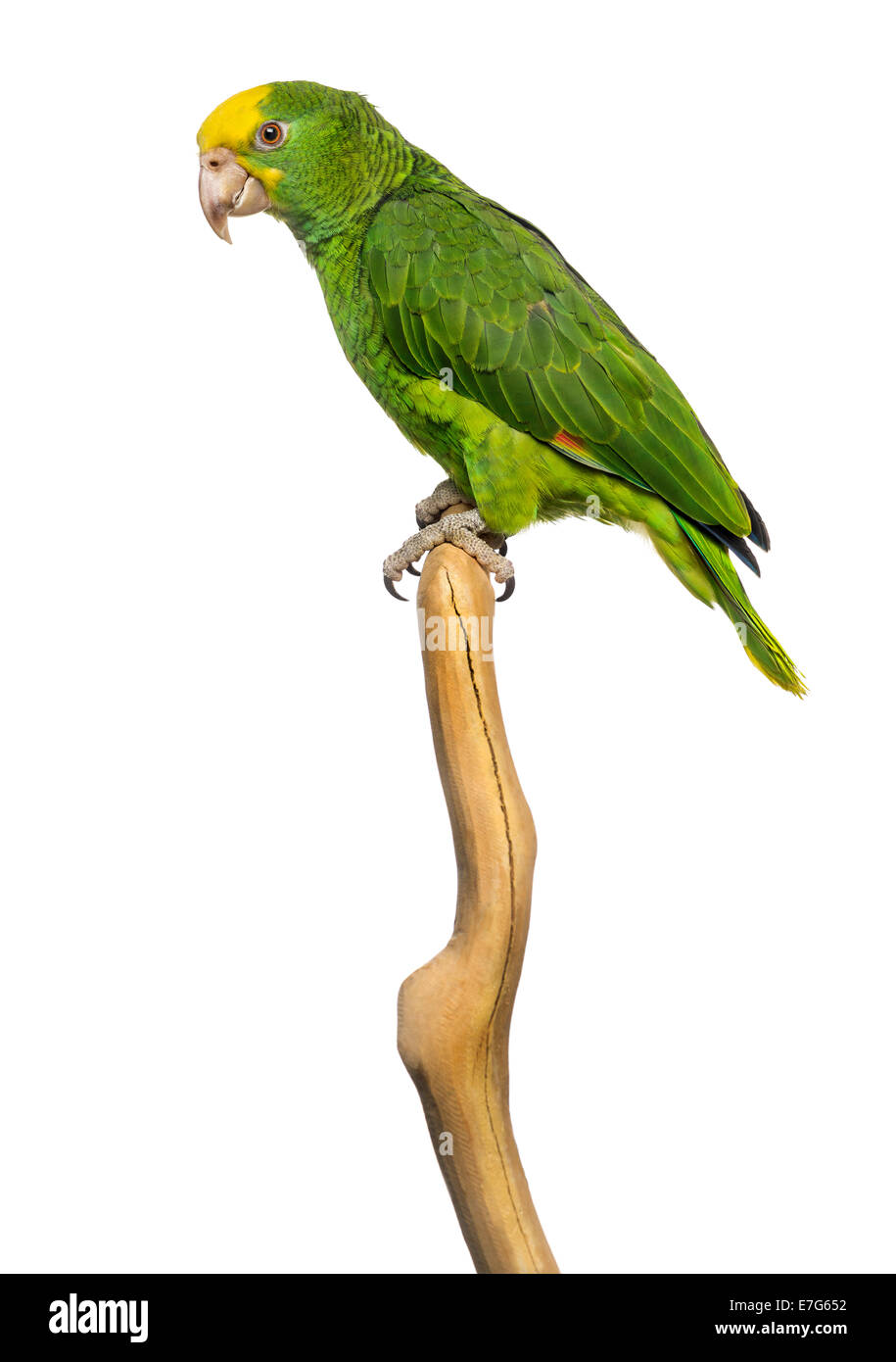 Double yellow headed amazon parrot hi-res stock photography and images ...