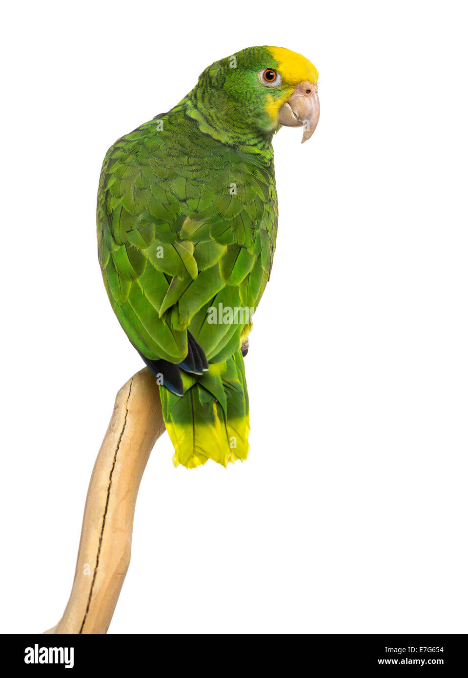 Double yellow headed amazon parrot hi-res stock photography and images ...