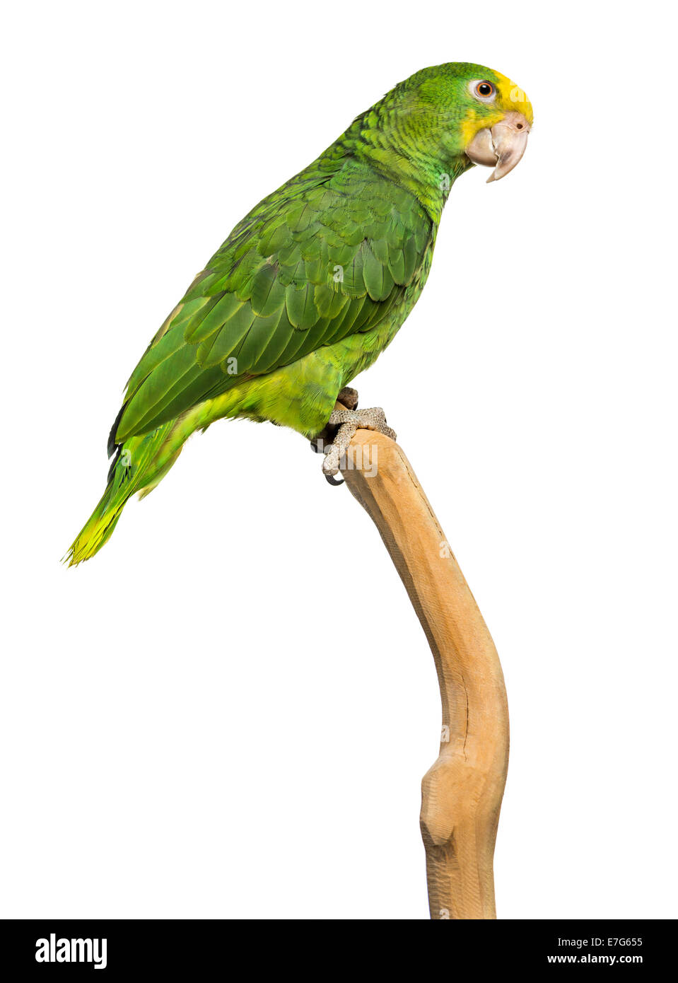 Double yellow headed amazon parrot hi-res stock photography and images ...
