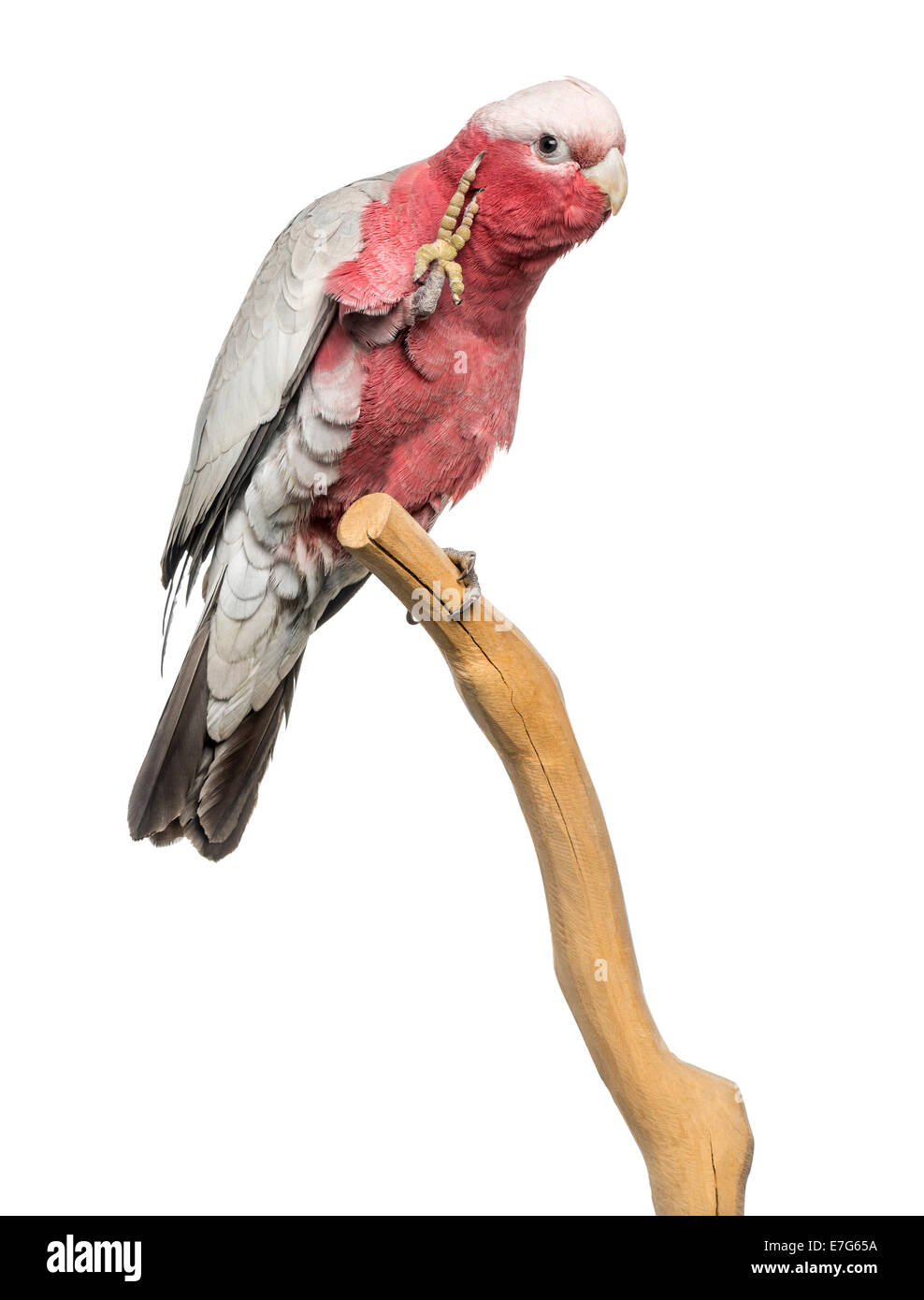 Bird Scratching High Resolution Stock Photography and Images - Alamy