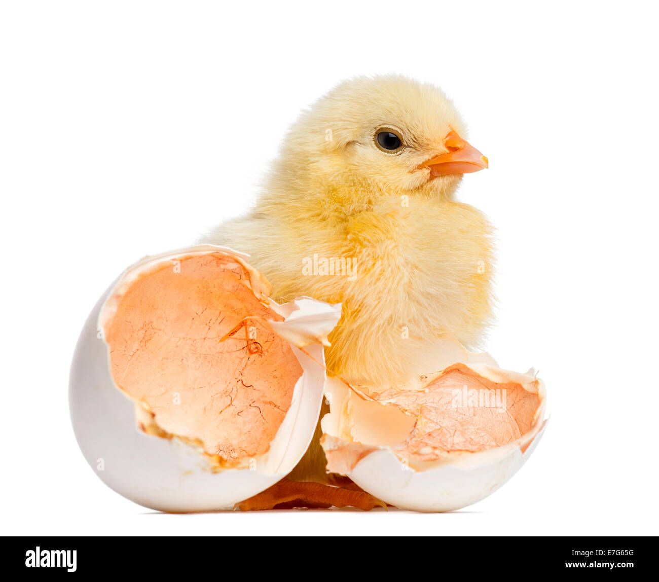 Chick standing next to its egg (2 days old) against white background ...