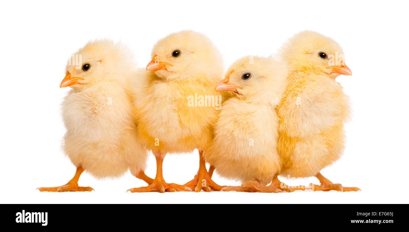 Chicken hi-res stock photography and images - Alamy