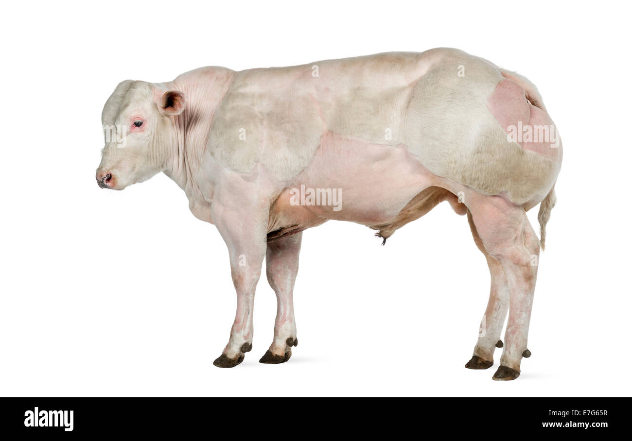 Belgian blue bull (8 months old) in front of white background Stock ...
