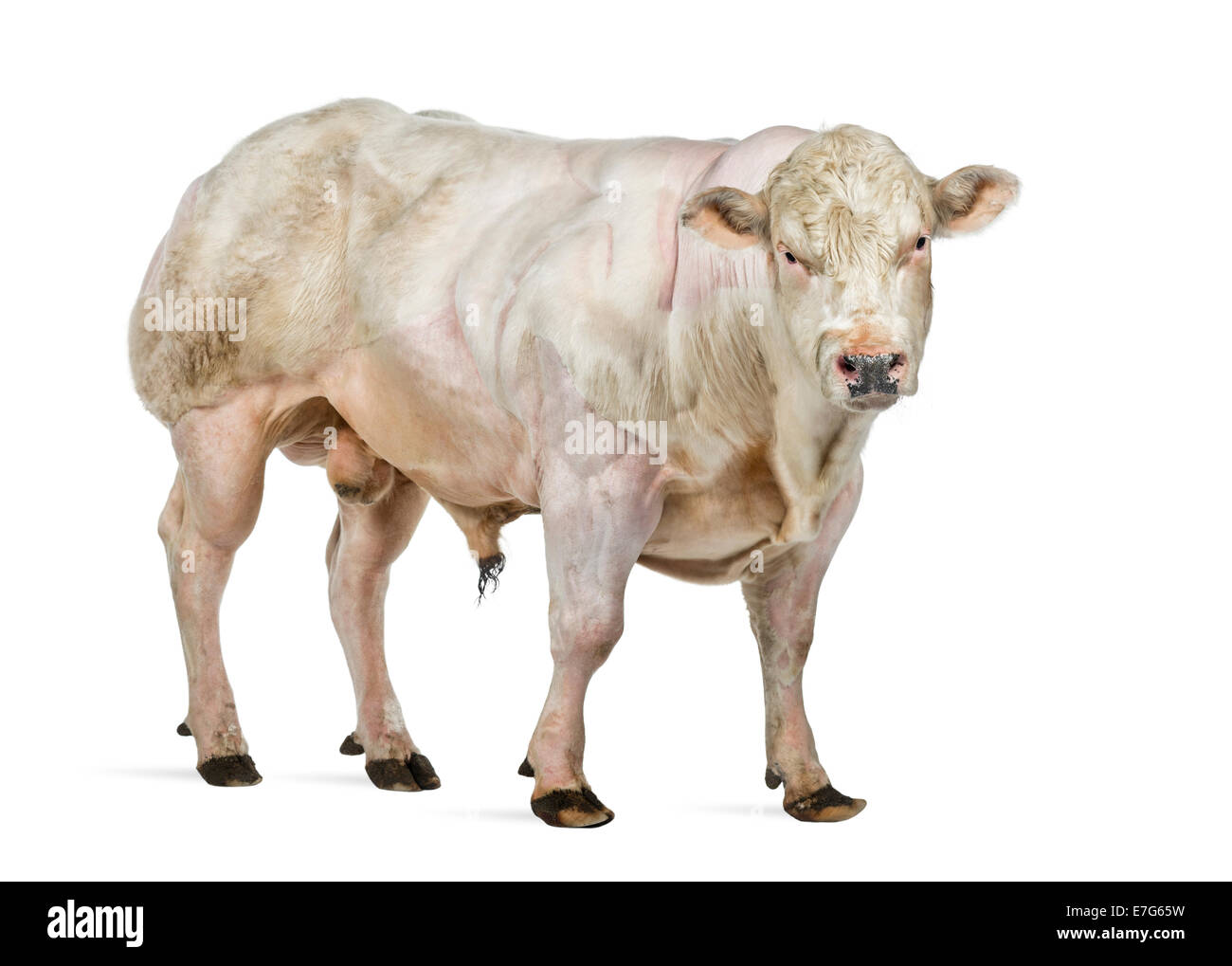 Belgian blue bull (8 months old) in front of white background Stock ...
