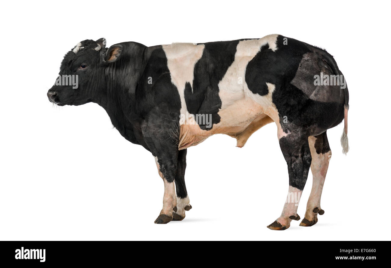 Belgian blue bull hi-res stock photography and images - Alamy