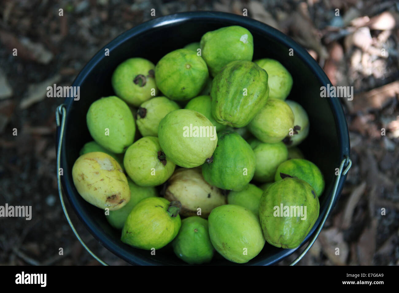 Qalqilya, West Bank, Palestinian Territory. 17th Sep, 2014. Guava is ...