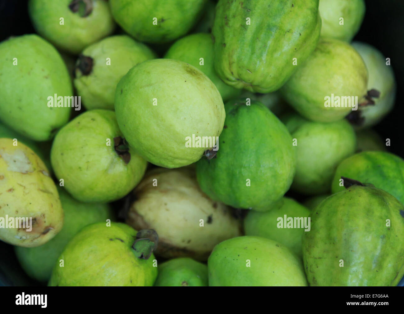 Qalqilya, West Bank, Palestinian Territory. 17th Sep, 2014. Guava is ...