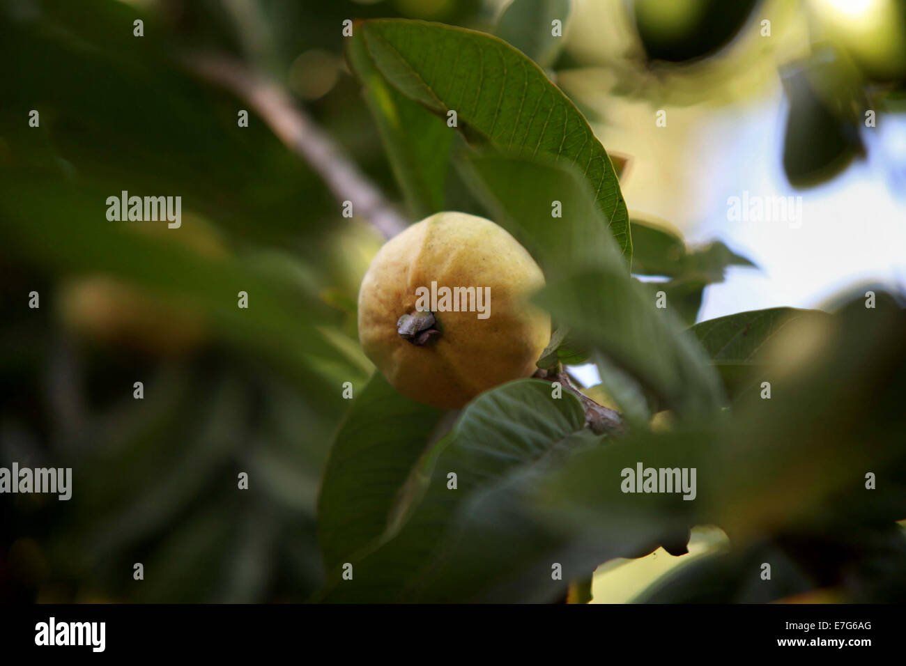 Qalqilya, West Bank, Palestinian Territory. 17th Sep, 2014. Guava is ...