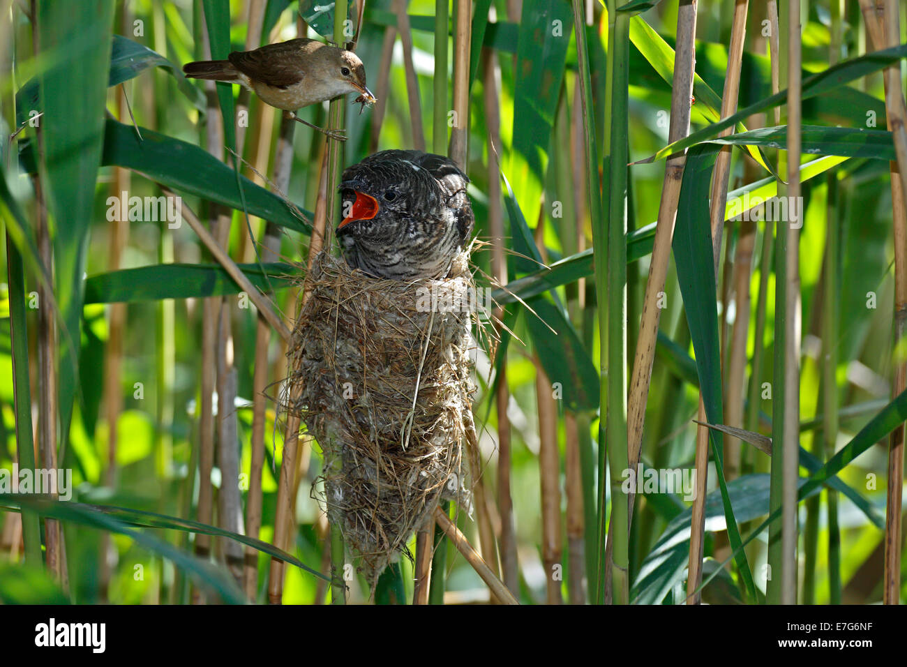 Cuckoo (Cuculus canorus), young bird being fed by the host bird, a Reed ... Cuckoo (Cuculus canorus), young bird being fed by the host bird, a Reed ...