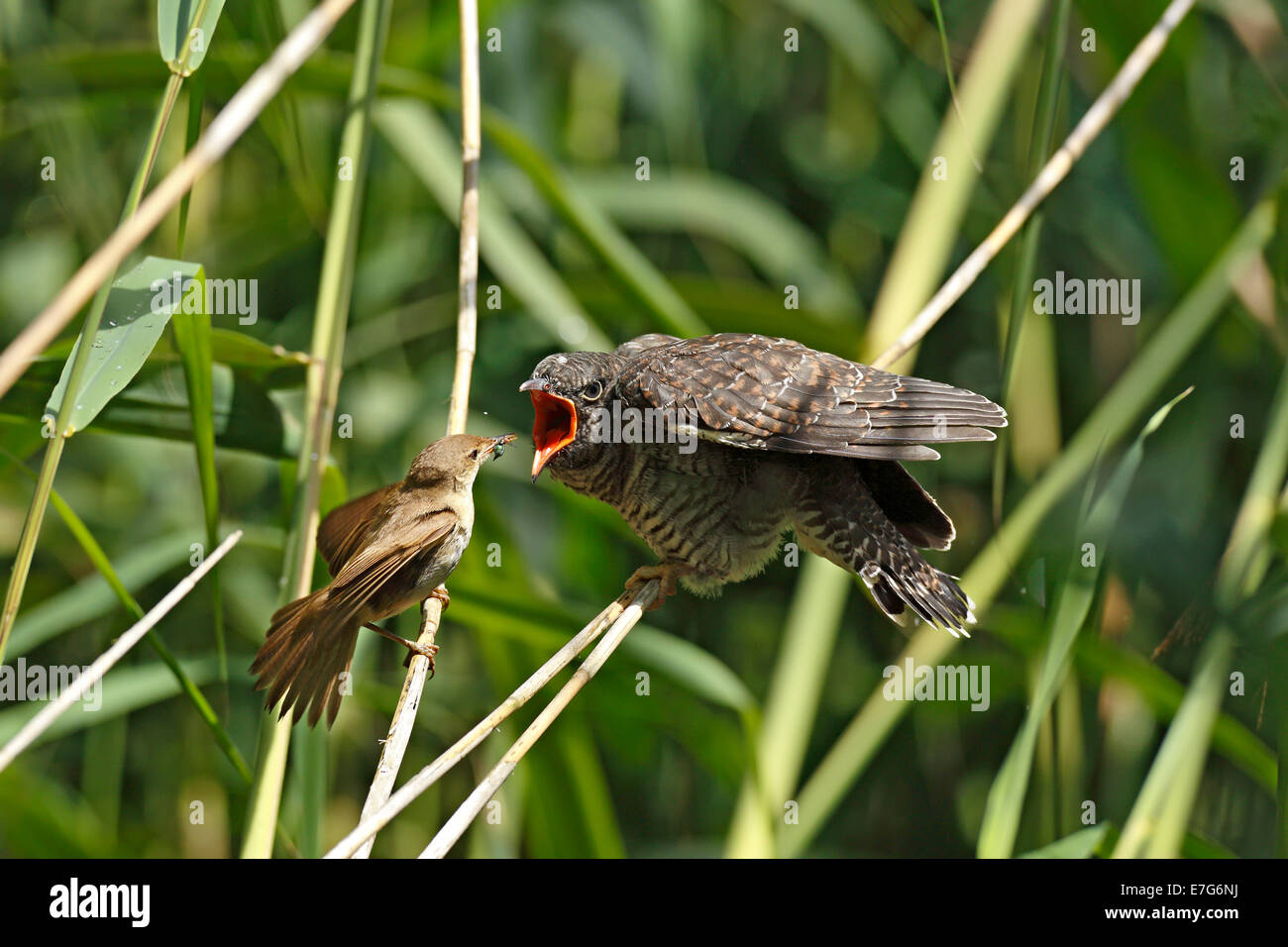 Cuckoo (Cuculus canorus) young bird being fed by the host bird, a Reed ... Cuckoo (Cuculus canorus) young bird being fed by the host bird, a Reed ...
