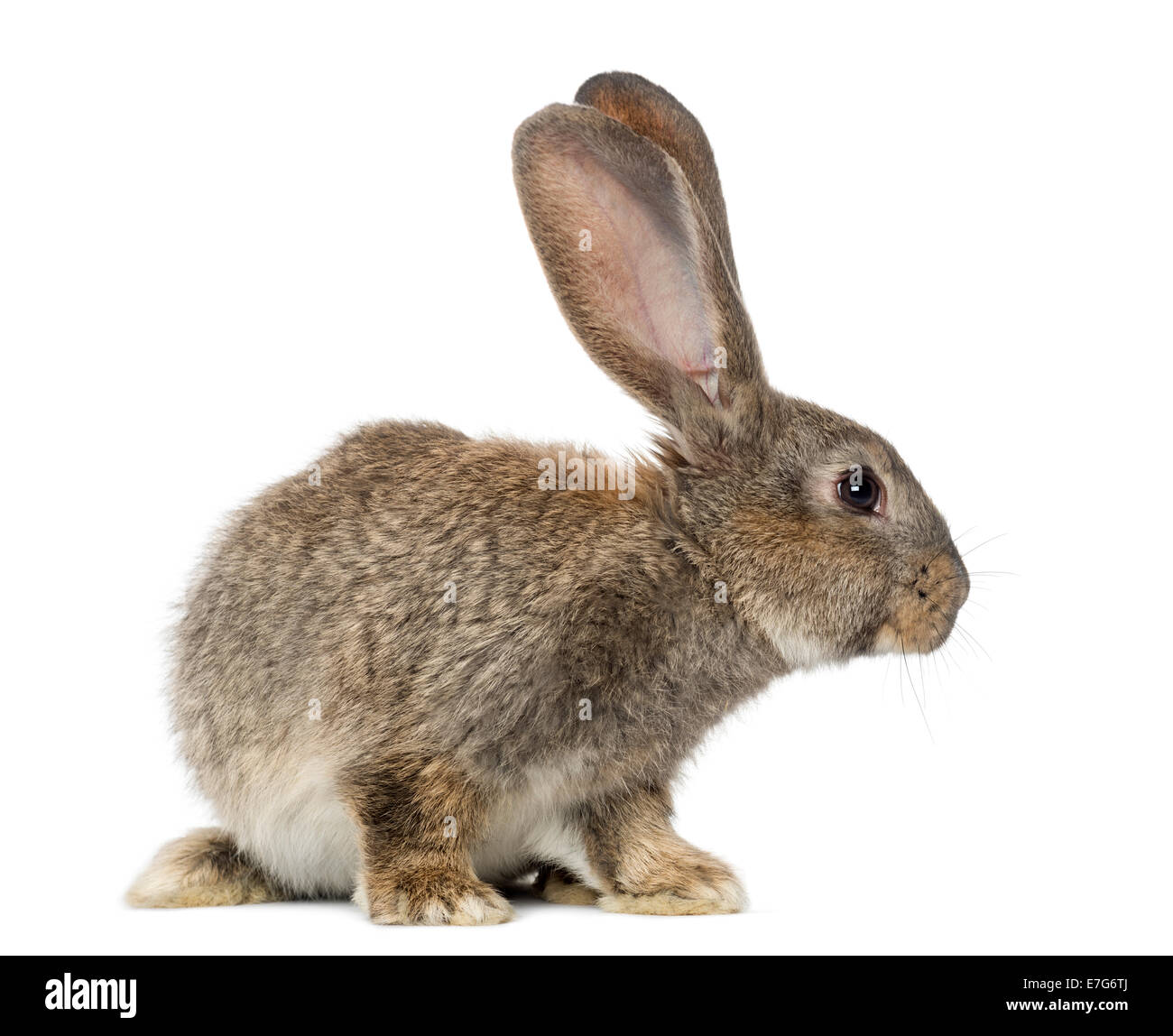Rabbit in front of white background Stock Photo - Alamy