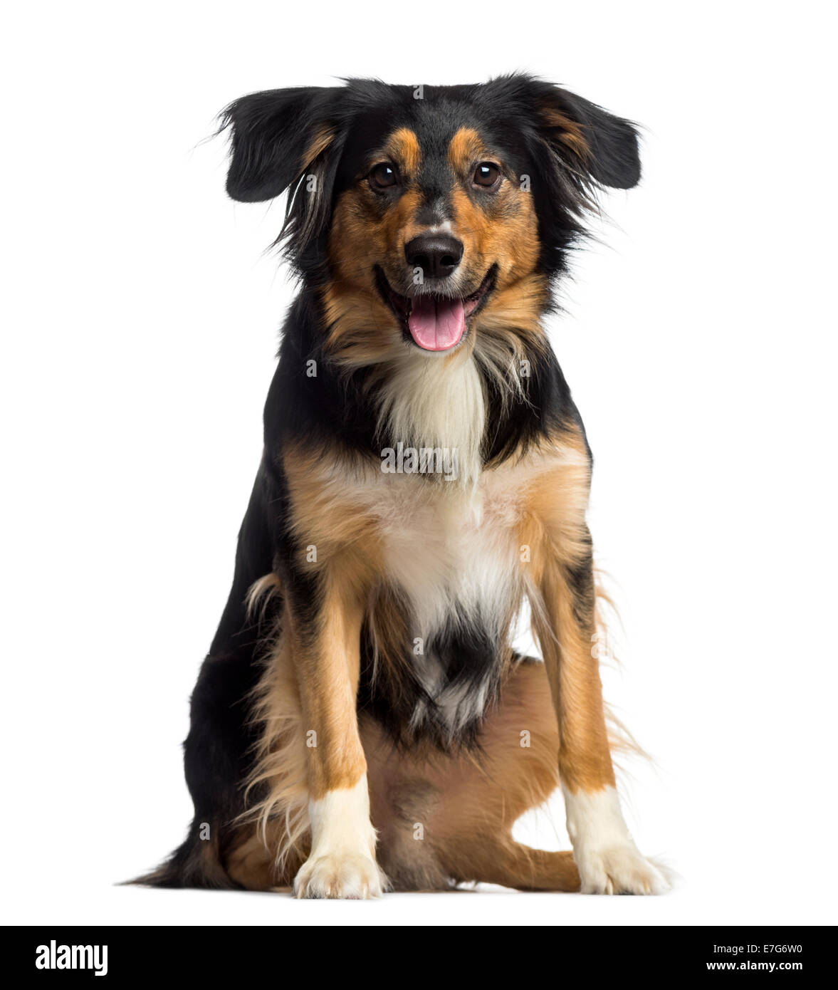 Border collie portrait hi-res stock photography and images - Alamy