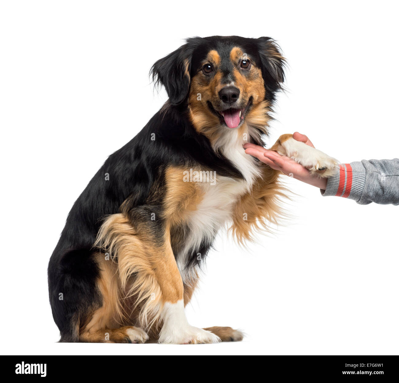 Border Collie giving his paw (2 years old) against white background ...
