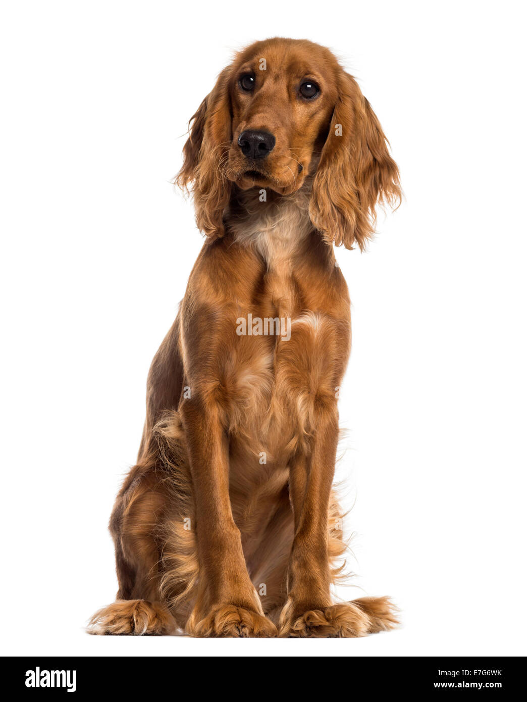 English Cocker Spaniel sitting (7 months old) against white background ...