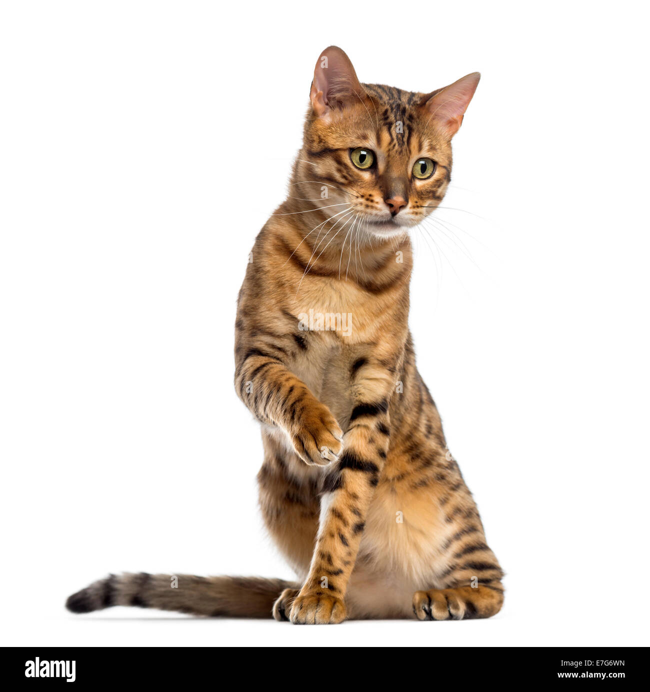Cat pawing hi-res stock photography and images - Alamy
