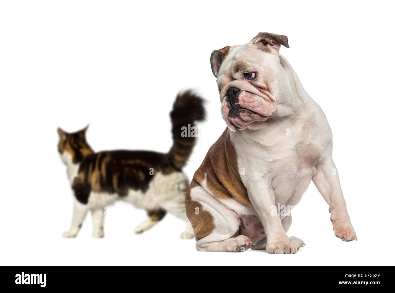 English Bulldog looking back at a cat walking against a white ...