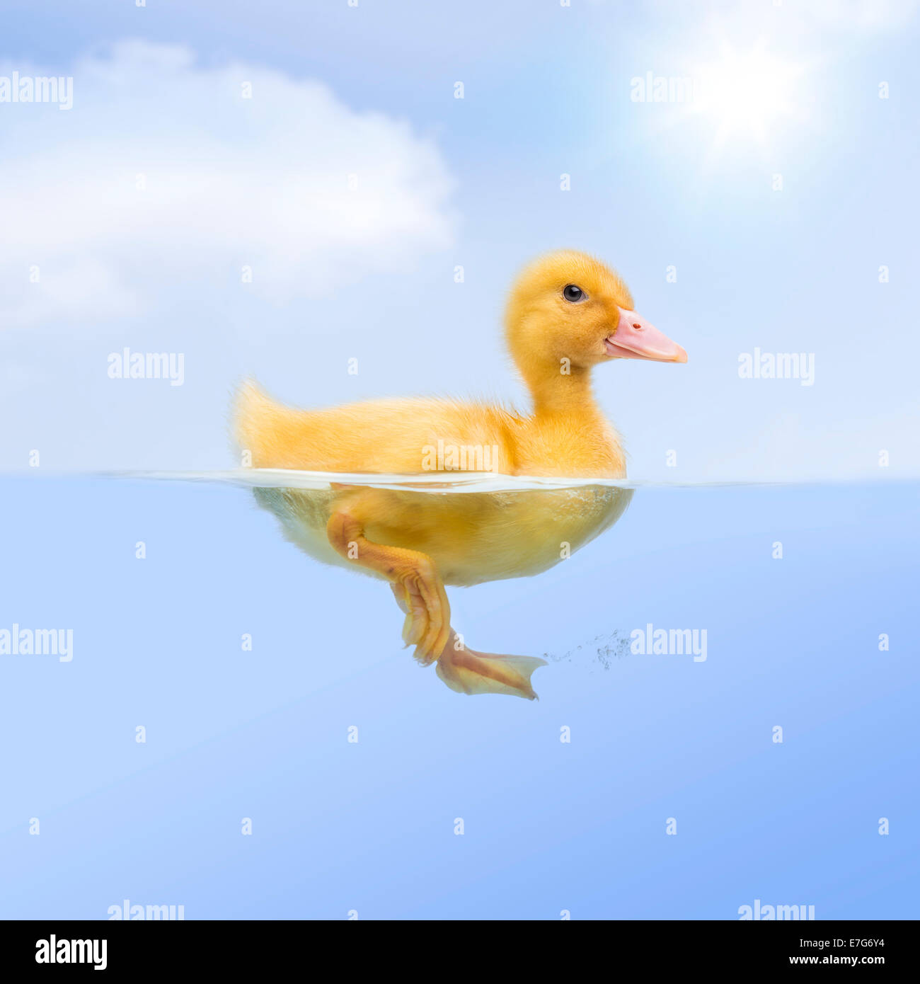 Duckling (7 days old) swimming against blue sky Stock Photo - Alamy