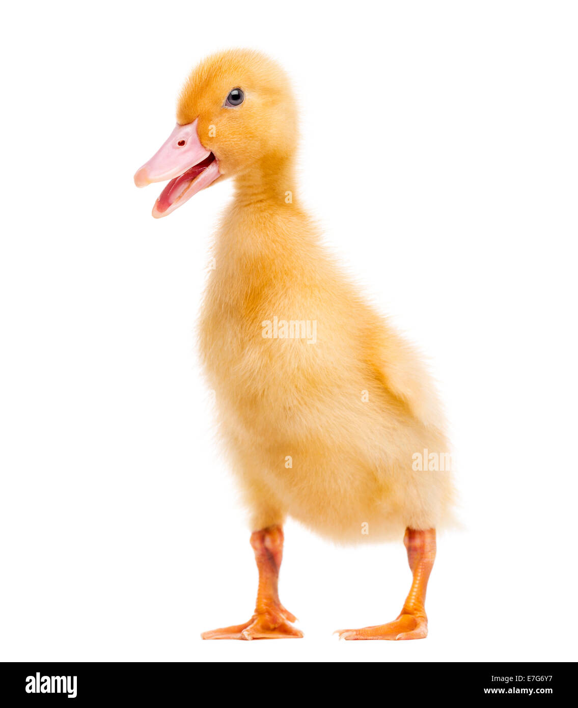 Duckling (7 days old) quacking in front of white background Stock Photo ...