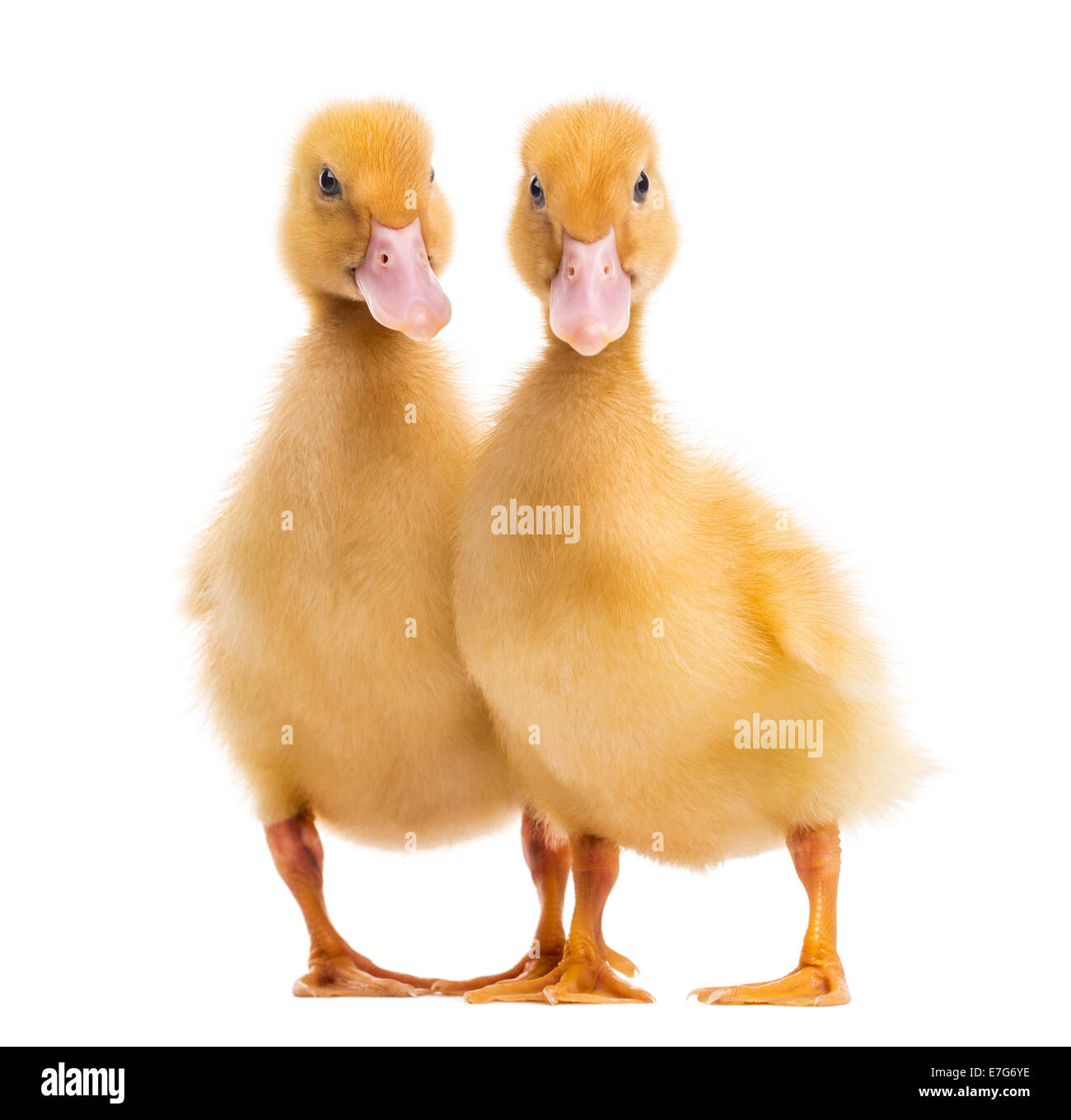 Two Ducklings (7 days old) in front of white background Stock Photo - Alamy
