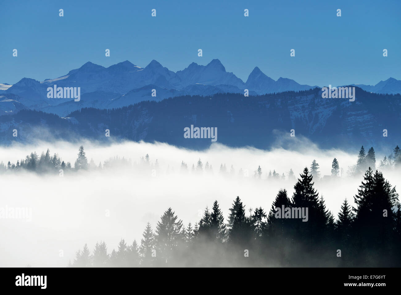 Coniferous forest in fog, behind Bernese Alps, Napf, Canton of Lucerne ...