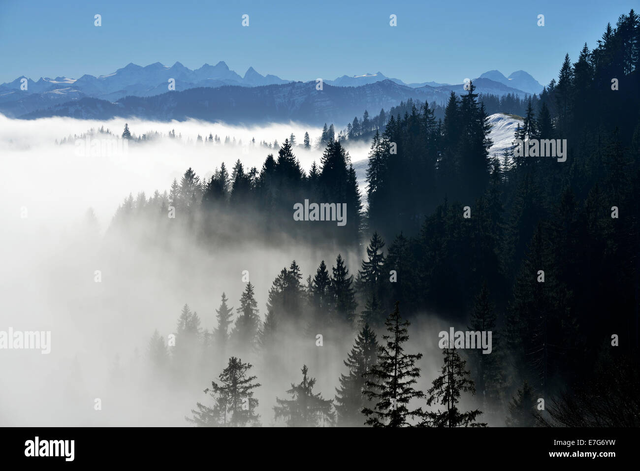 Coniferous forest in fog, behind Bernese Alps, Napf, Canton of Lucerne ...
