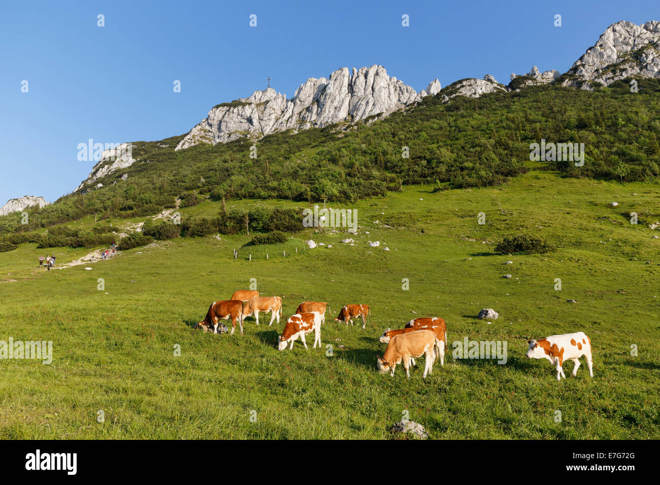 Cows at steinlingalm hi-res stock photography and images - Alamy
